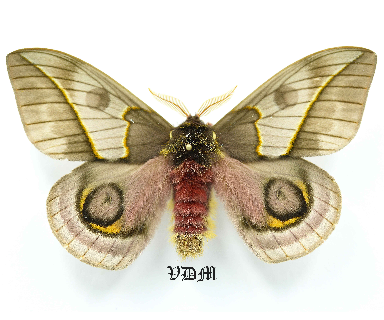 Automeris frankae (A1++) - Saturnidae | VDM Insecthouse